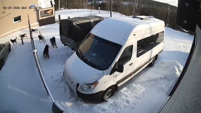 Стая бродячих собак наросилась на женщину