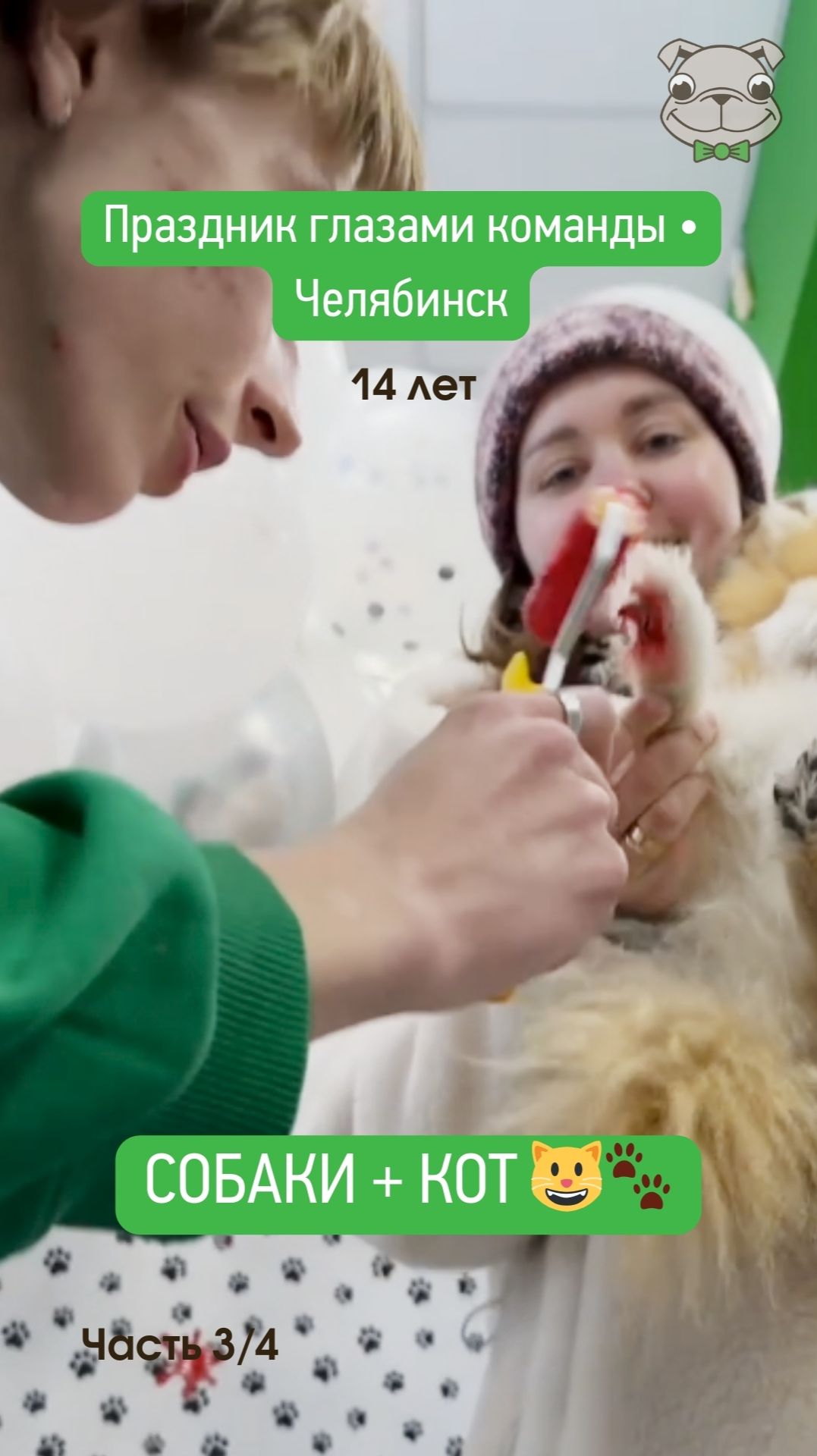 Отпечатки лап: собаки + кот 😺🐾 | Челябинск (Часть 3) #Shorts