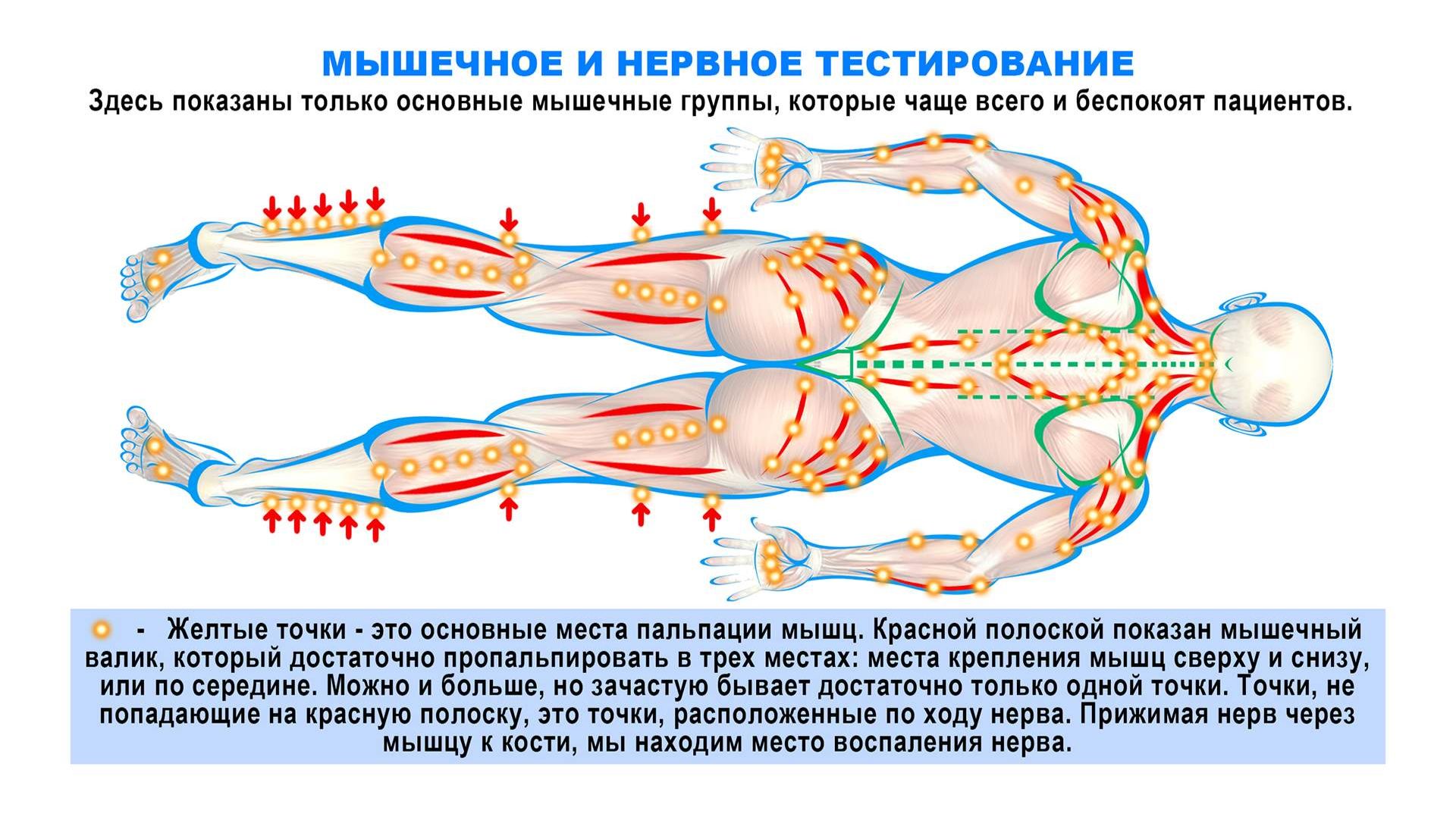 Обучение Специальному Мануальному Массажу. Ч-2 Мануально мышечное пальпаторное тестирование пациента