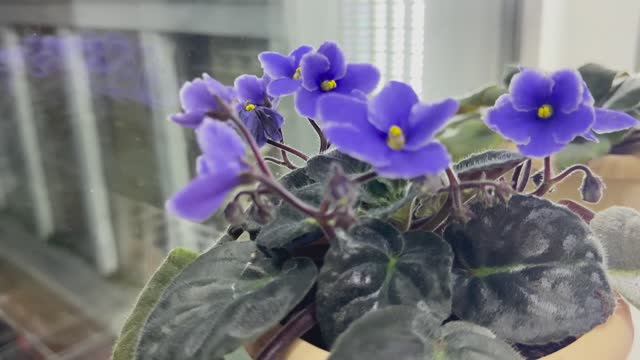 Обзор теплиц 25.02.2026г