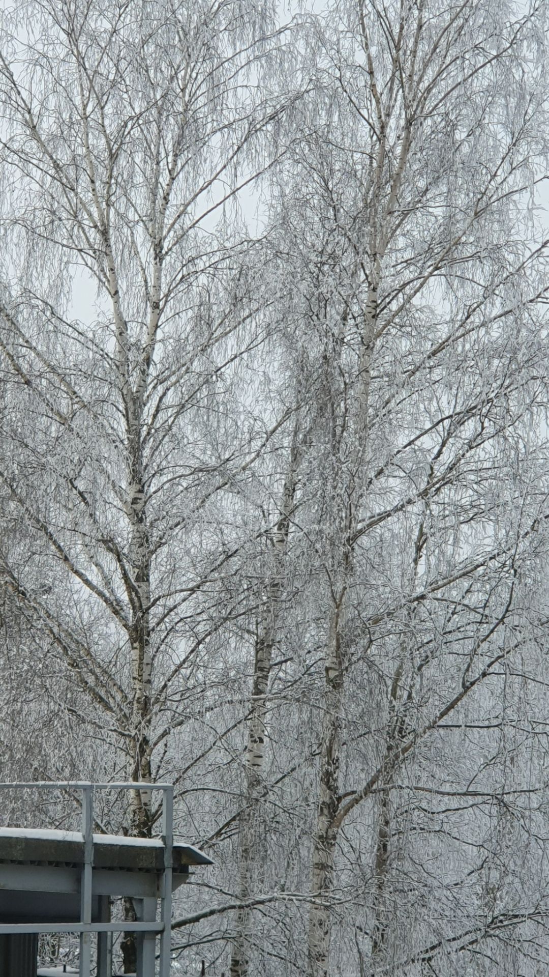 4.02.2026 🌬Первые дни февраля!🥶Зима!❄️