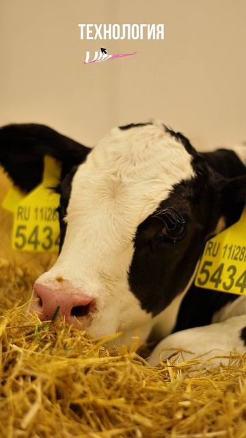 Сексированное семя: дорого и неэффективно? 🤔