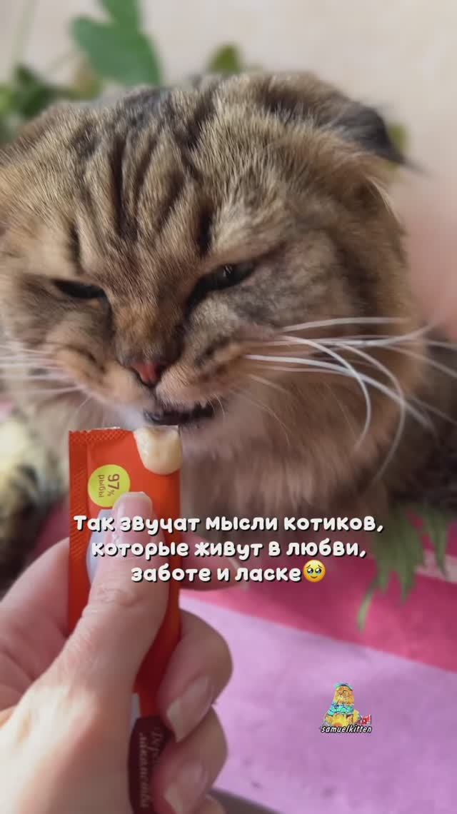Мысли котиков🥹❤️ #котики #милота #кошки