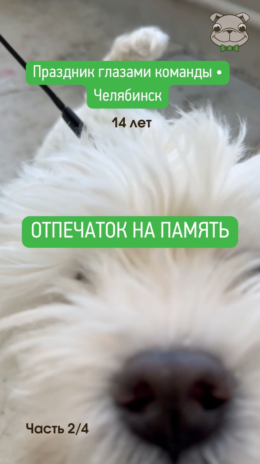 Лапки в краске 🎨🐾 | «Мистер Гав» Челябинск (Часть 2) #Shorts