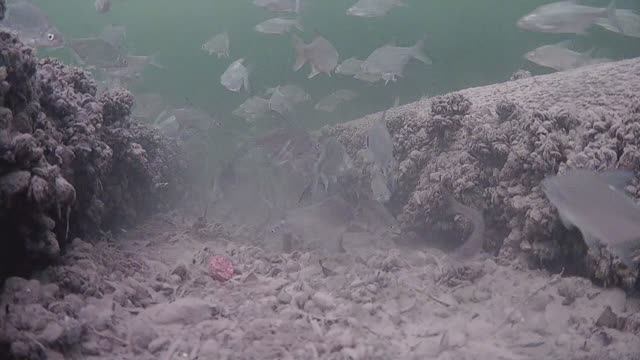 Густера на Волге зимой