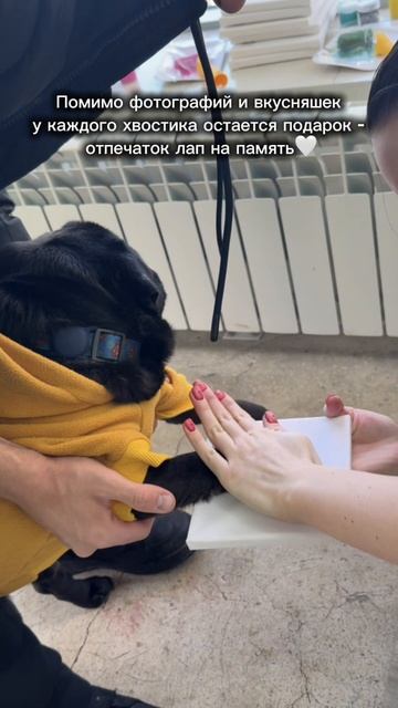 ДР Ферзя совпал с Днём рождения «Мистер Гав» 🎉🐾 | Челябинск #Shorts