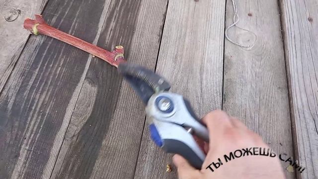 Как заготовить черенок винограда