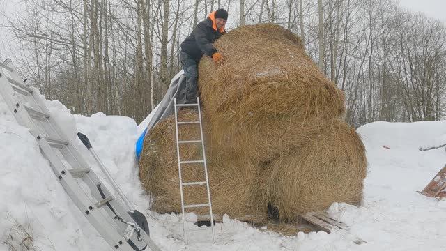 Удивительно резко "включили" весну! Откопал вкуснейшее "НЗ" - коровы счастливы. Жизнь в деревне