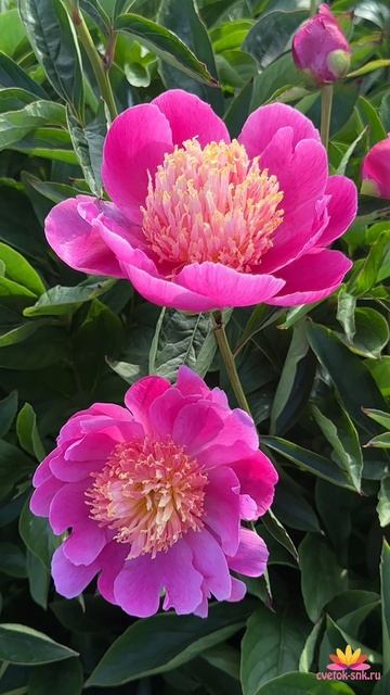 Травянистый "GAIL TISCHLER"/Сад Ворошиловой