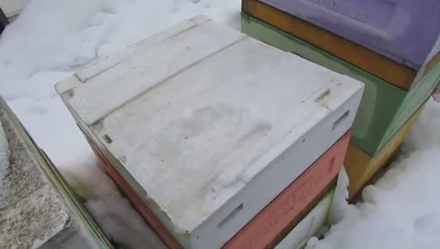 март, зимовка второго майского отводка пчел Элгон на ячейке 4,9 мм , 4.03.2026