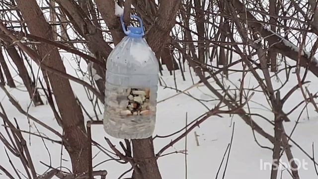 Птички на улице.