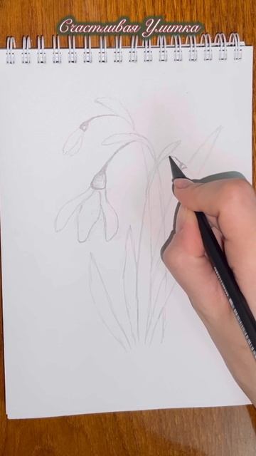 Простой рисунок карандашом Цветы