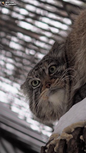 Манул (кошечка Евы) сидит на дереве. Новосибирский зоопарк