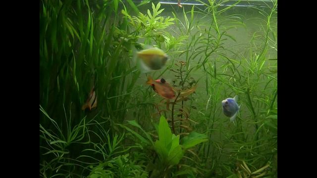 аквариум. тетра минор