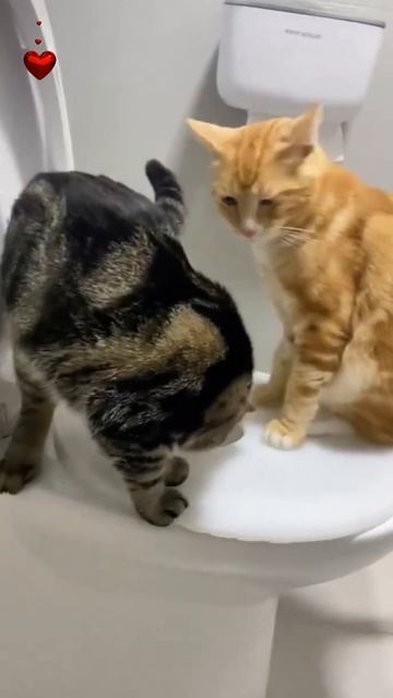 Кошки на унитазе - это круто! 😻Веселые котики. Коты хулиганы!  #кот #хулиган #трюк #смех #short