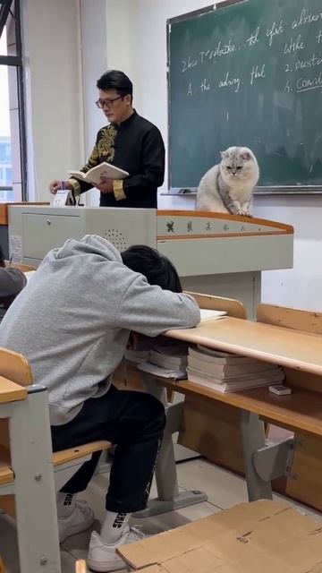 кот будит ученика-original