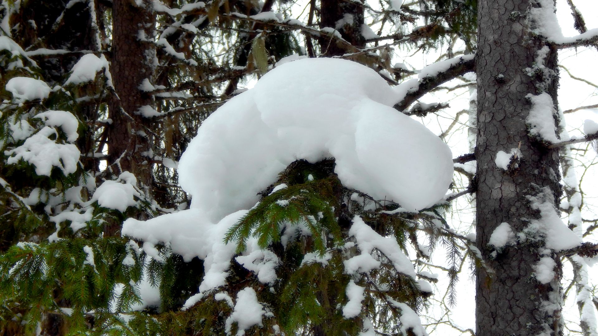 Лес тайга Архангельская область март