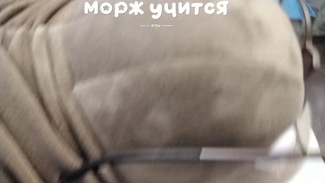 Морж учится часть 1