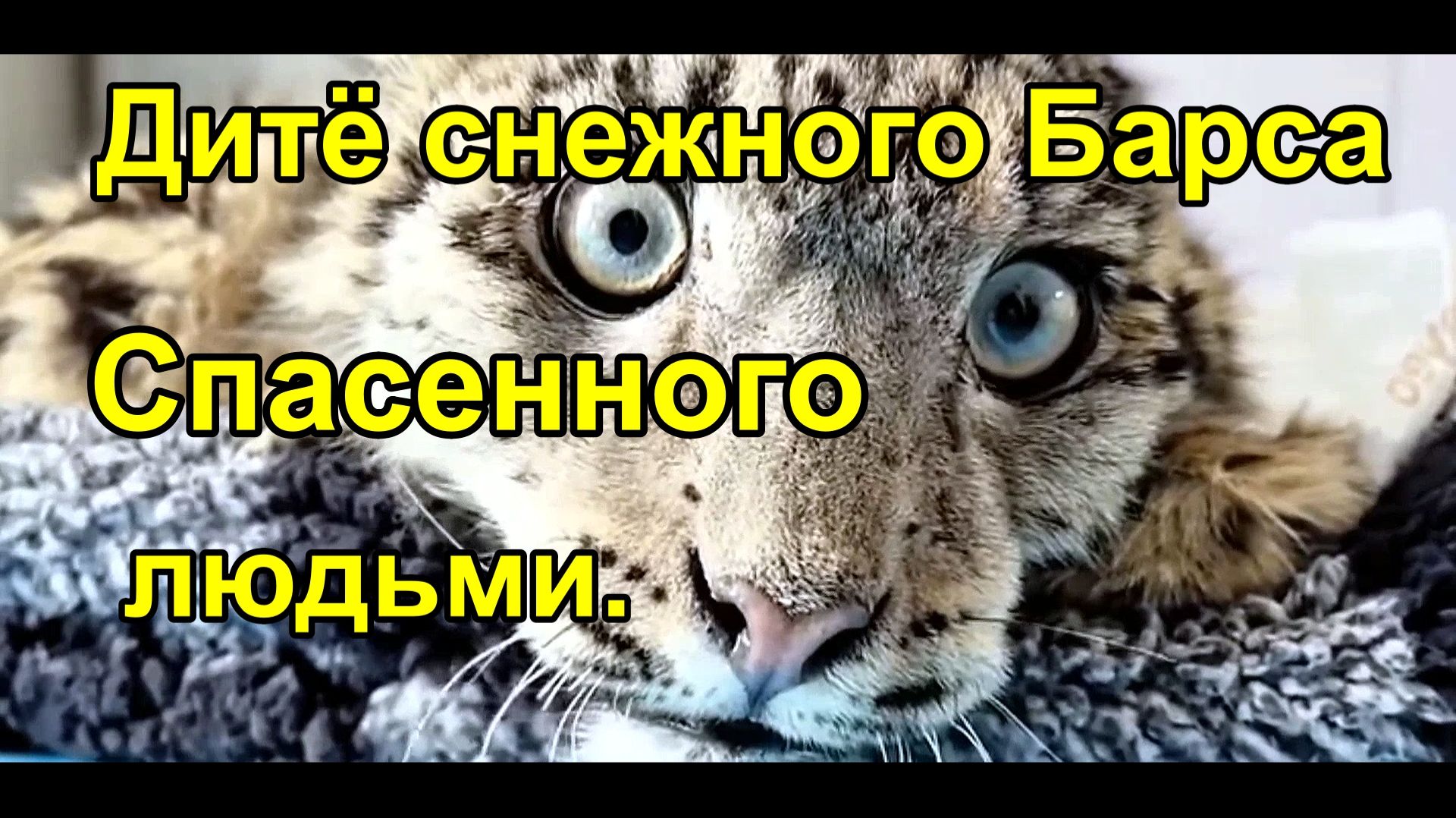 Упавший с утеса дитёныш Снежного Барса, благодаря заботе людей, не умер.