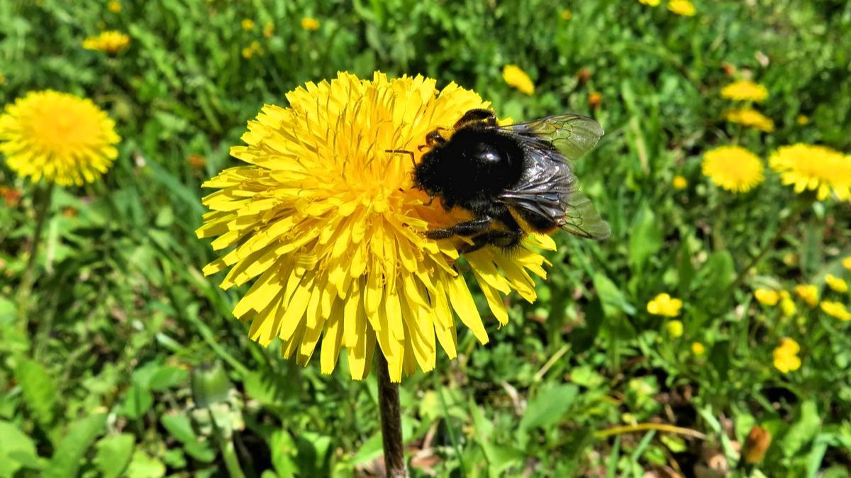 Насекомые на цветах