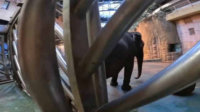 Педикюр слонихи Капри в Московском зоопарке. Очень интересный процесс.