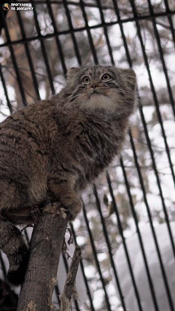 Котёнок манула Снежинки сидит на дереве. Новосибирский зоопарк