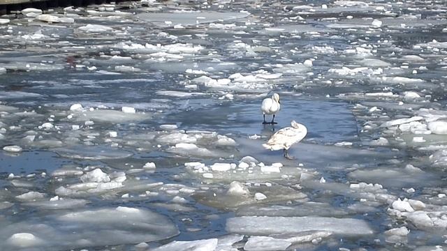 ЛЕБЕДИ В ЗАЛИВЕ