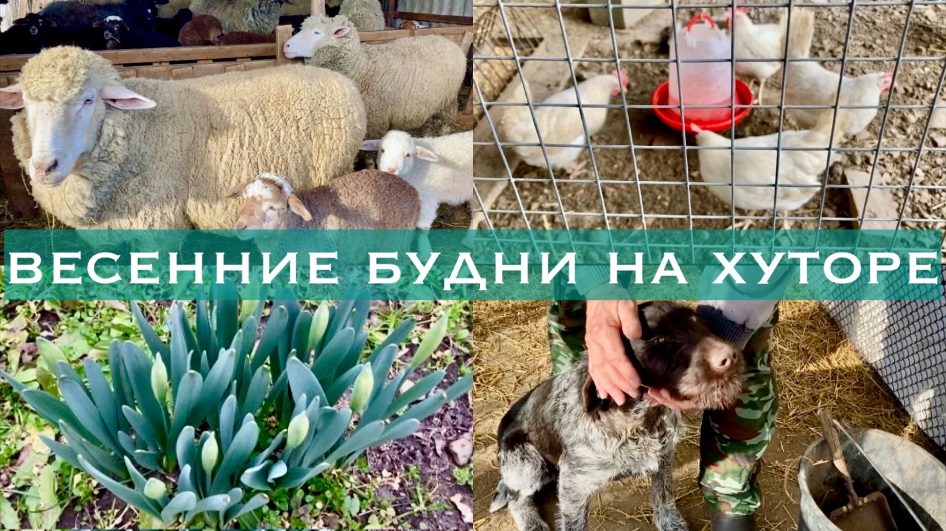 Адыгея/ Будни хуторян/Леггорны или Минорки/Я их запекаю/Манты на обед/Настоящий рысак😁/