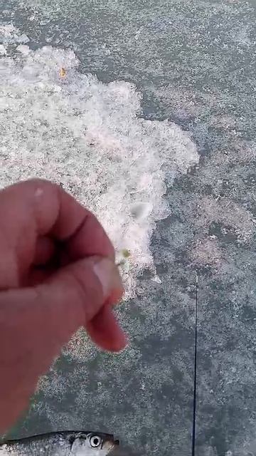 Селёдка на блесну Клык UV (серебро) от Mr. Musurok  🔥