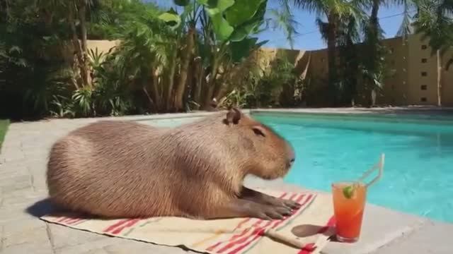 Капибара в бассейне