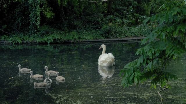 Лебеди на речке