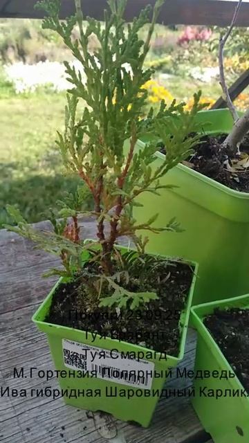 Обзор пакупок 23.09.25