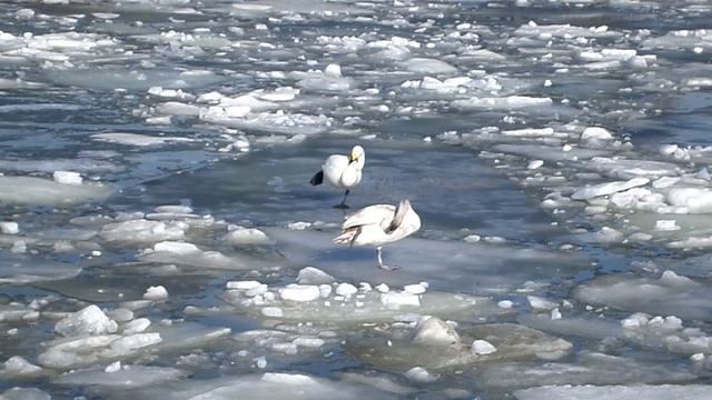 ЛЕБЕДИ НА ЛЬДИНЕ