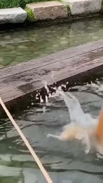 Милый котик лезет к рыбке