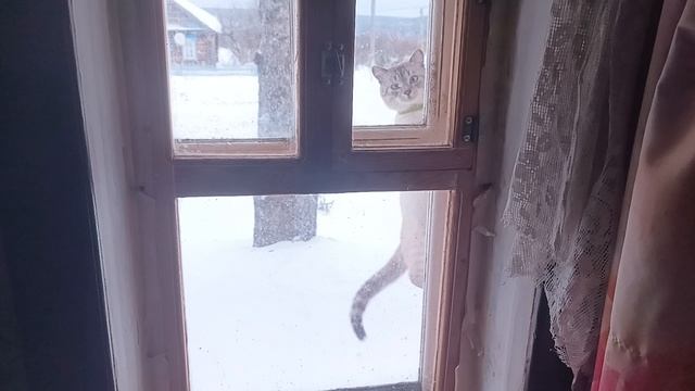 Возвращение кота Володи домой, после гуляний....