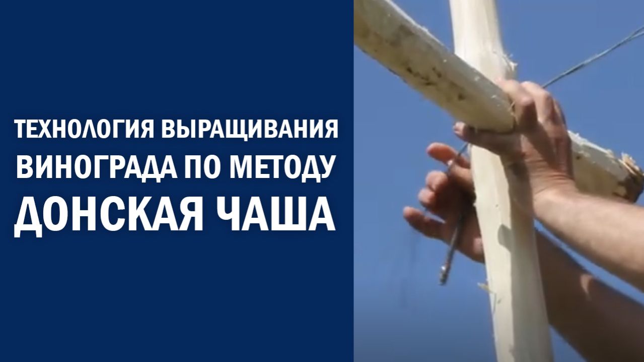 Технология выращивания винограда по методу Донская чаша