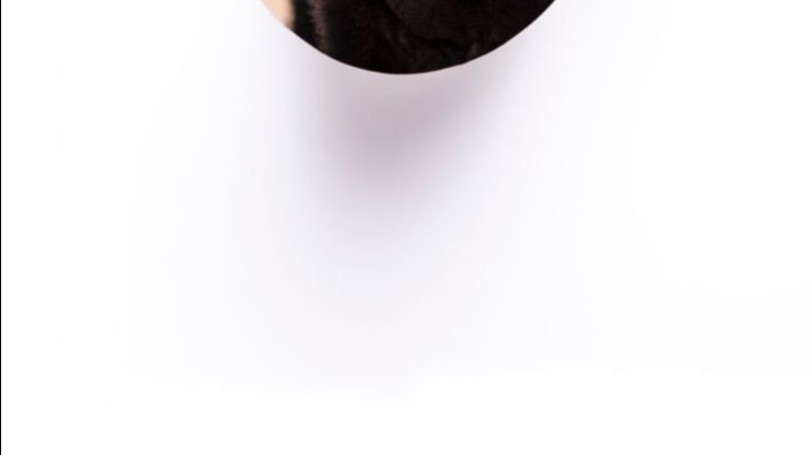 cocomelion акула на английском cocomelion акула на английском cocomelion акула на английском