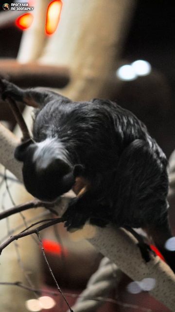 Краснобрюхий тамарин. Новосибирский зоопарк