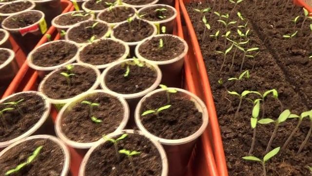 ПОСЕВЫ 2026-38. В стаканы рекомендуется сеять по 2 штуки. Так и делаю.