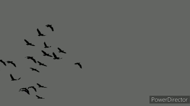 Макс Грачёв_Грачи улетают.