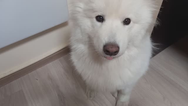 Дрессировка