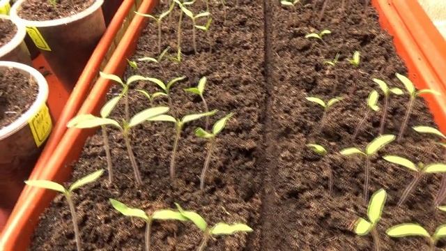 ПОСЕВЫ 2026-37.  Первый уход. Рыхление посевов томатов.