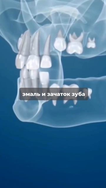 "Выращивание зубов" новые технологии