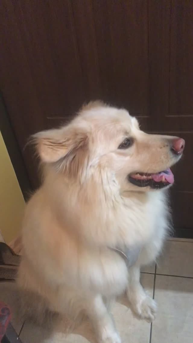 Ричик уезжает 🐶