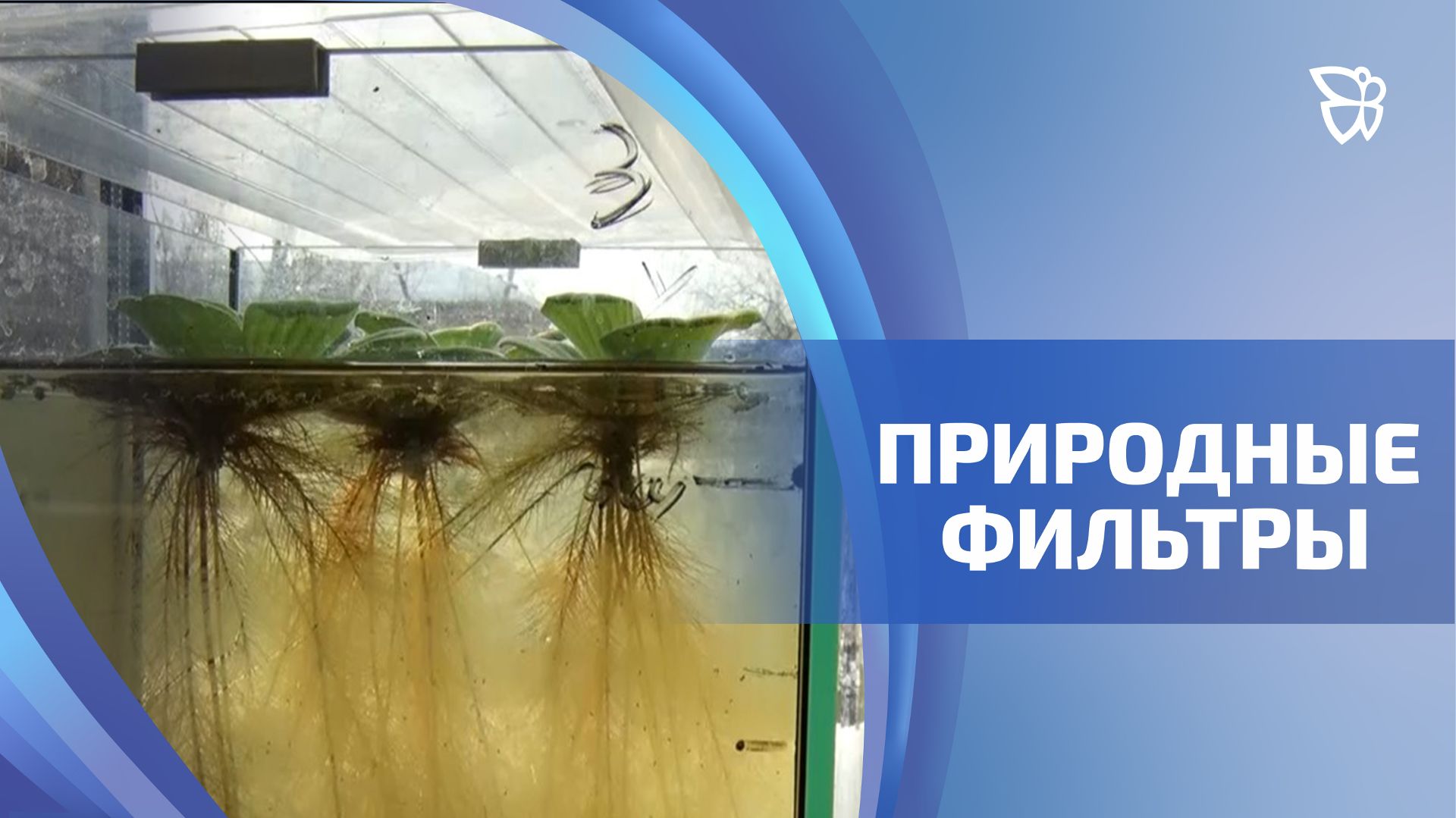 На станции юных натуралистов засеяли растениями аквариумы