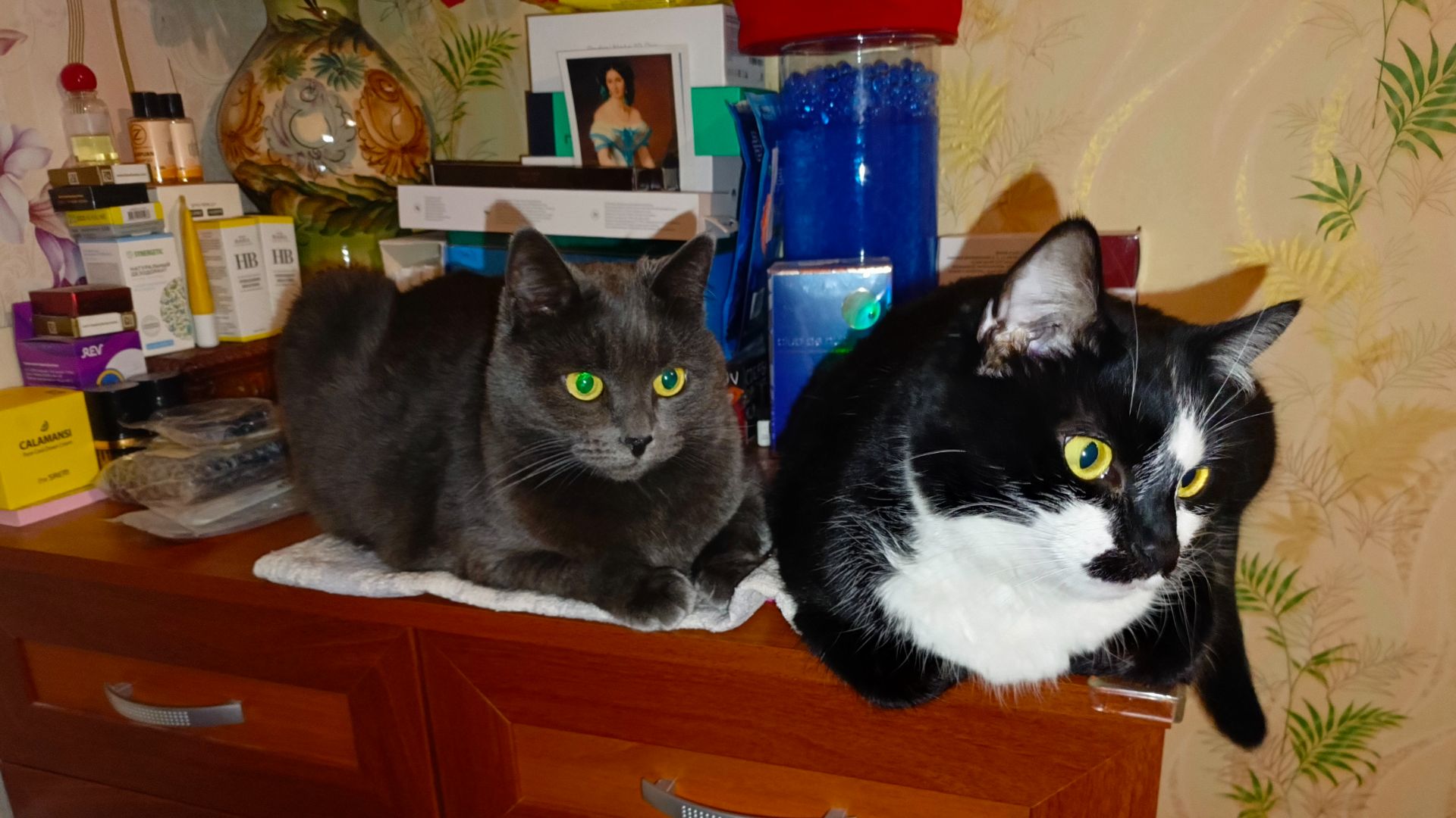 Жизнь и приключения кота Барсика и кошечки Дарси.