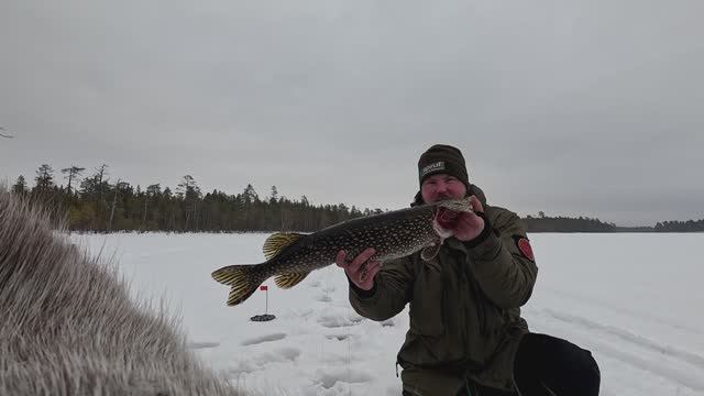 ОСТАВИЛ ЖЕРЛИЦЫ НА НОЧЬ И ОБАЛДЕЛ. СХВАТИЛ ЩУКУ ЗА ЖАБРЫ И ПОНЕСЛАСЬ. БОЙКИЕ ОКУНИ КЛЮЮТ НА ВСЁ