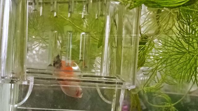 Роды пецилии Микки Маус: Появление мальков на свет! 🐟 Живородящие рыбки в аквариуме