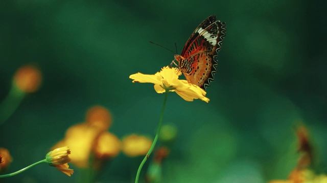 Бабочка на цветке
