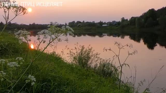 Ночные трели соловья